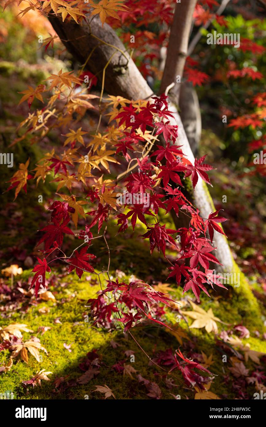 Autumn-colored Momiji leaves (Japanese Maple) are seen inside the ...