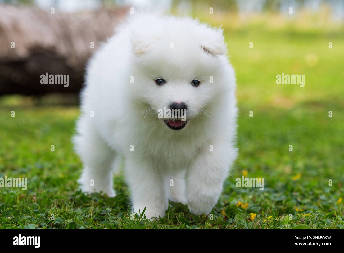 Adorable little samoyed dog hi-res stock photography and images - Alamy