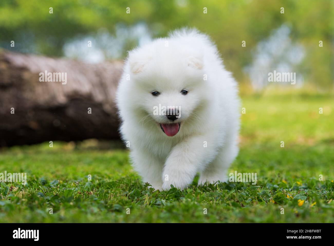Samoyed dog running in park hi-res stock photography and images - Alamy