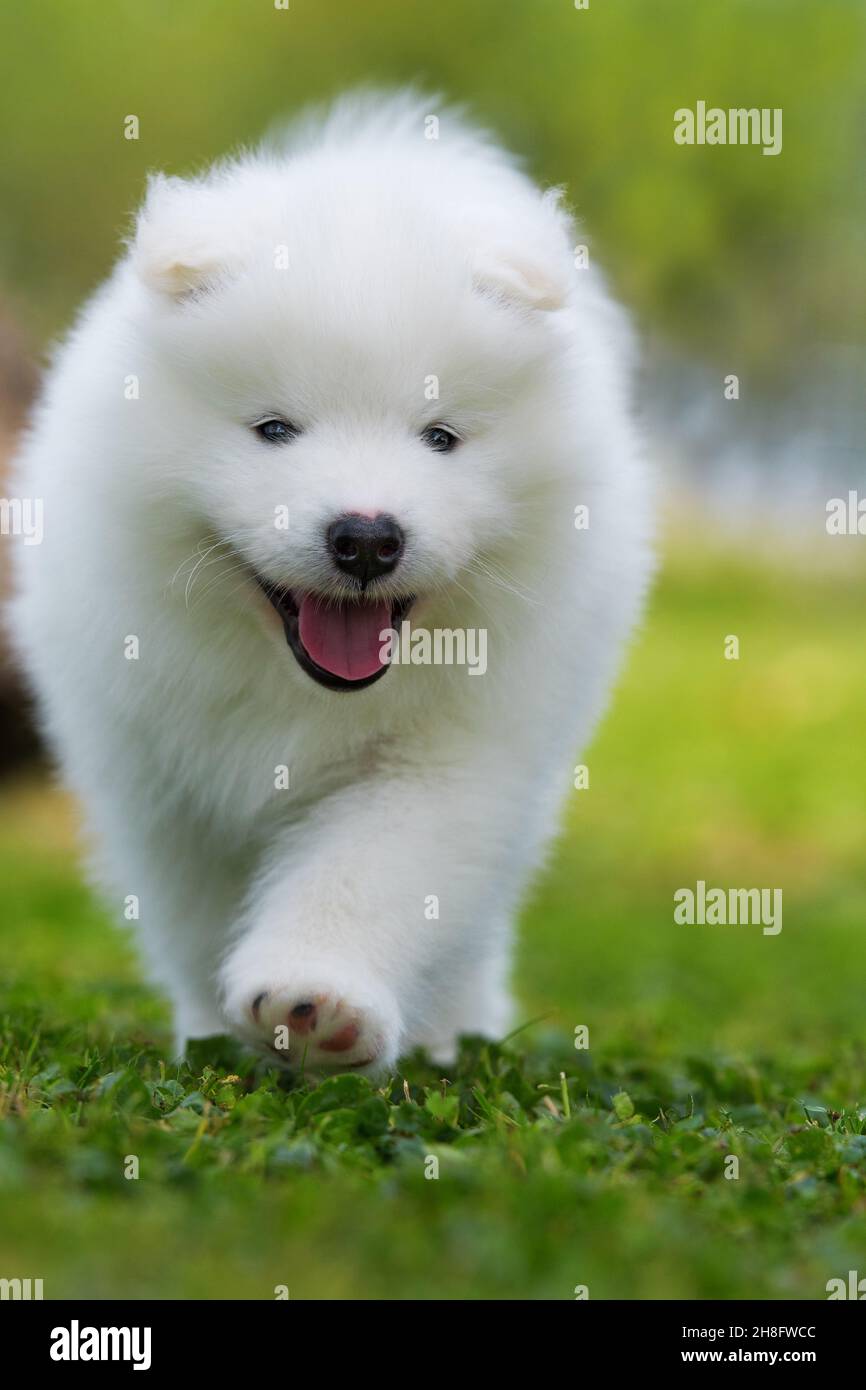Samoyed running in grass hi-res stock photography and images - Alamy