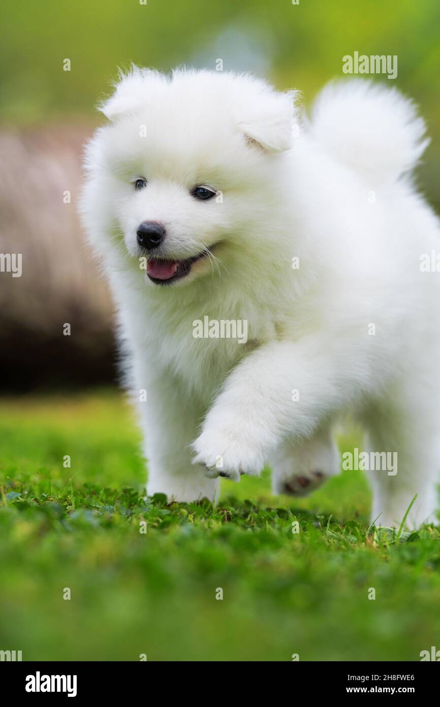 Samoyed puppy in a summer meadow Stock Photo - Alamy