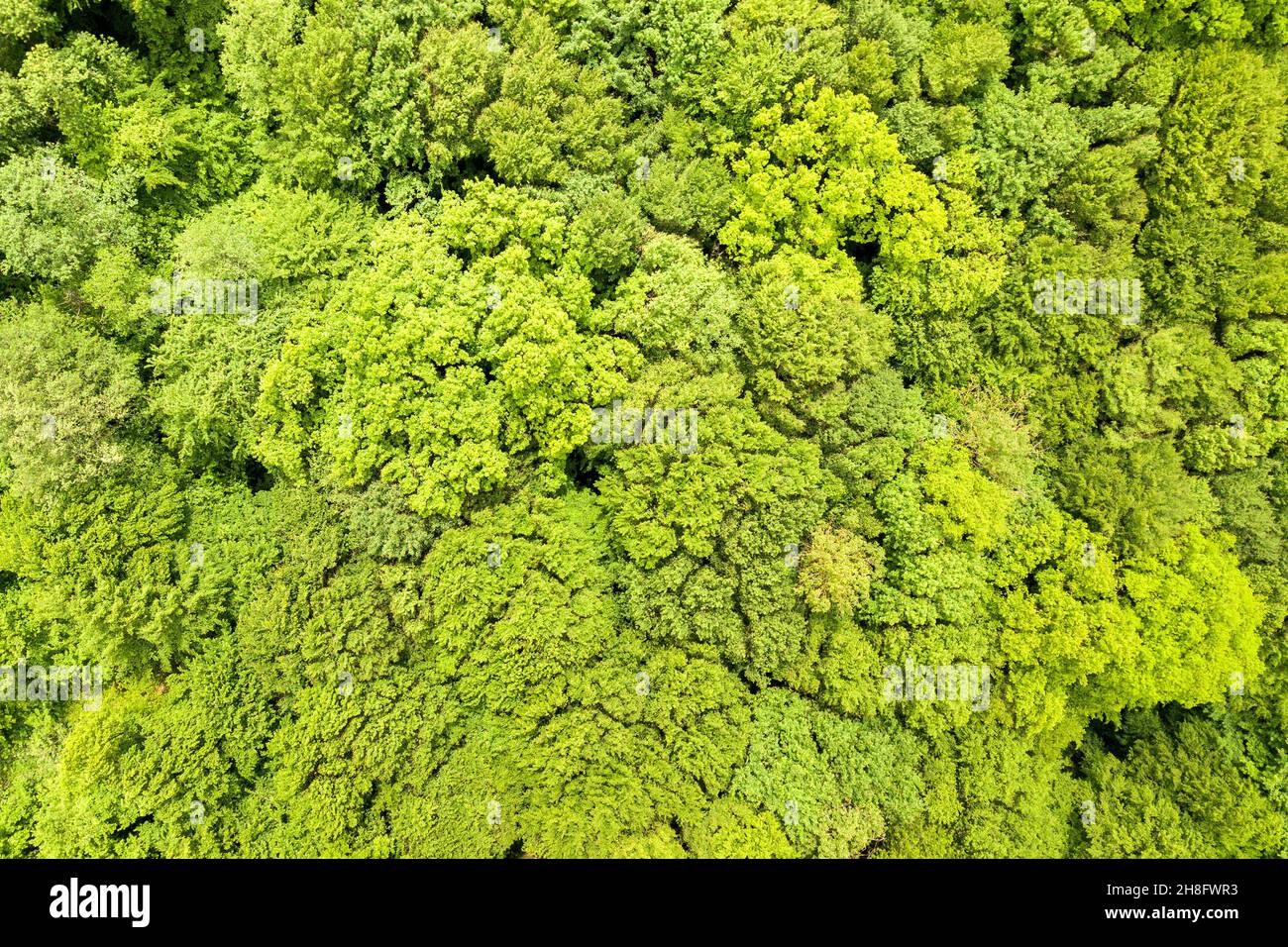 Top down aerial view of green summer forest with canopies of many fresh ...