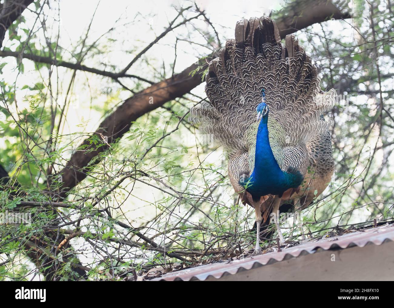 Dancing peacock on a roof without its long feathers yet to grow again ...