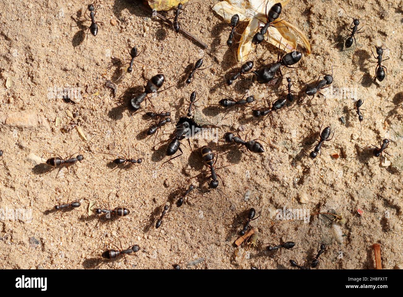 Close-up photo shot of Big group of big large ants working Stock Photo - Alamy