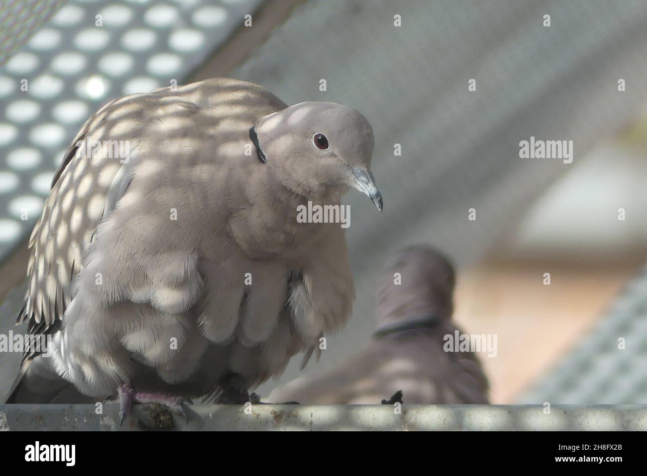 Eurasian collared dove (Tourterelle turque) bird in a cag Stock Photo ...
