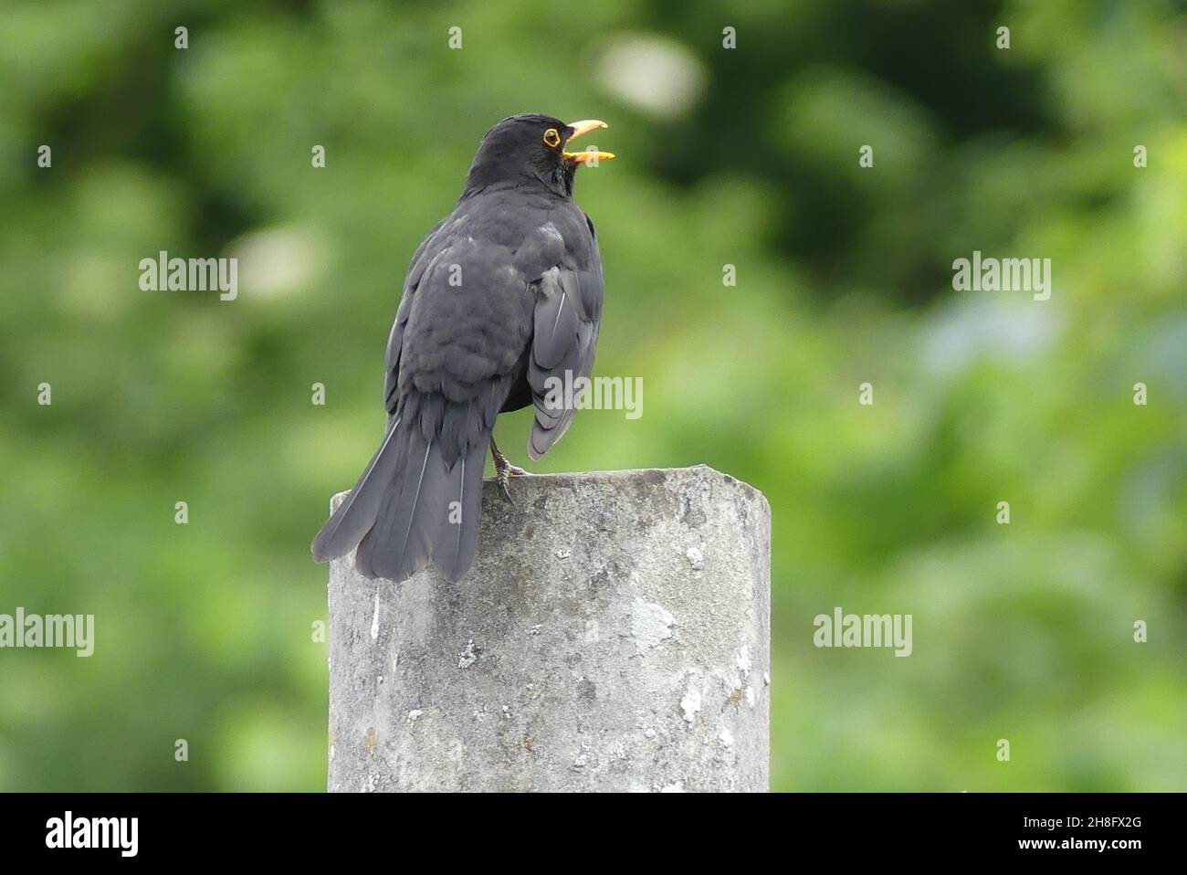 Merle noir hi-res stock photography and images - Alamy