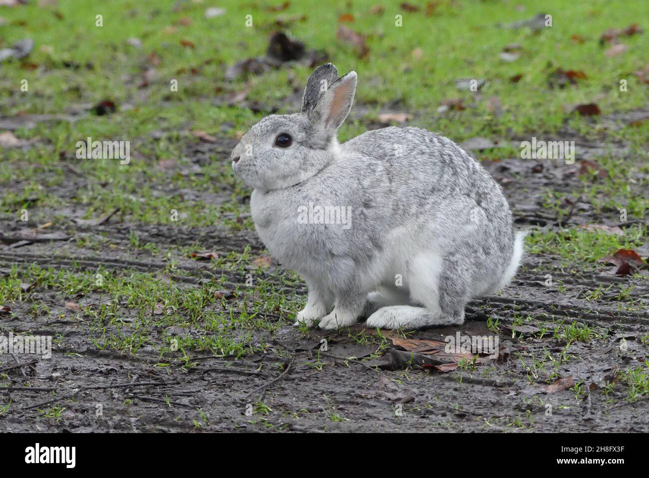 Little rabbit walking in spring hi-res stock photography and images - Alamy