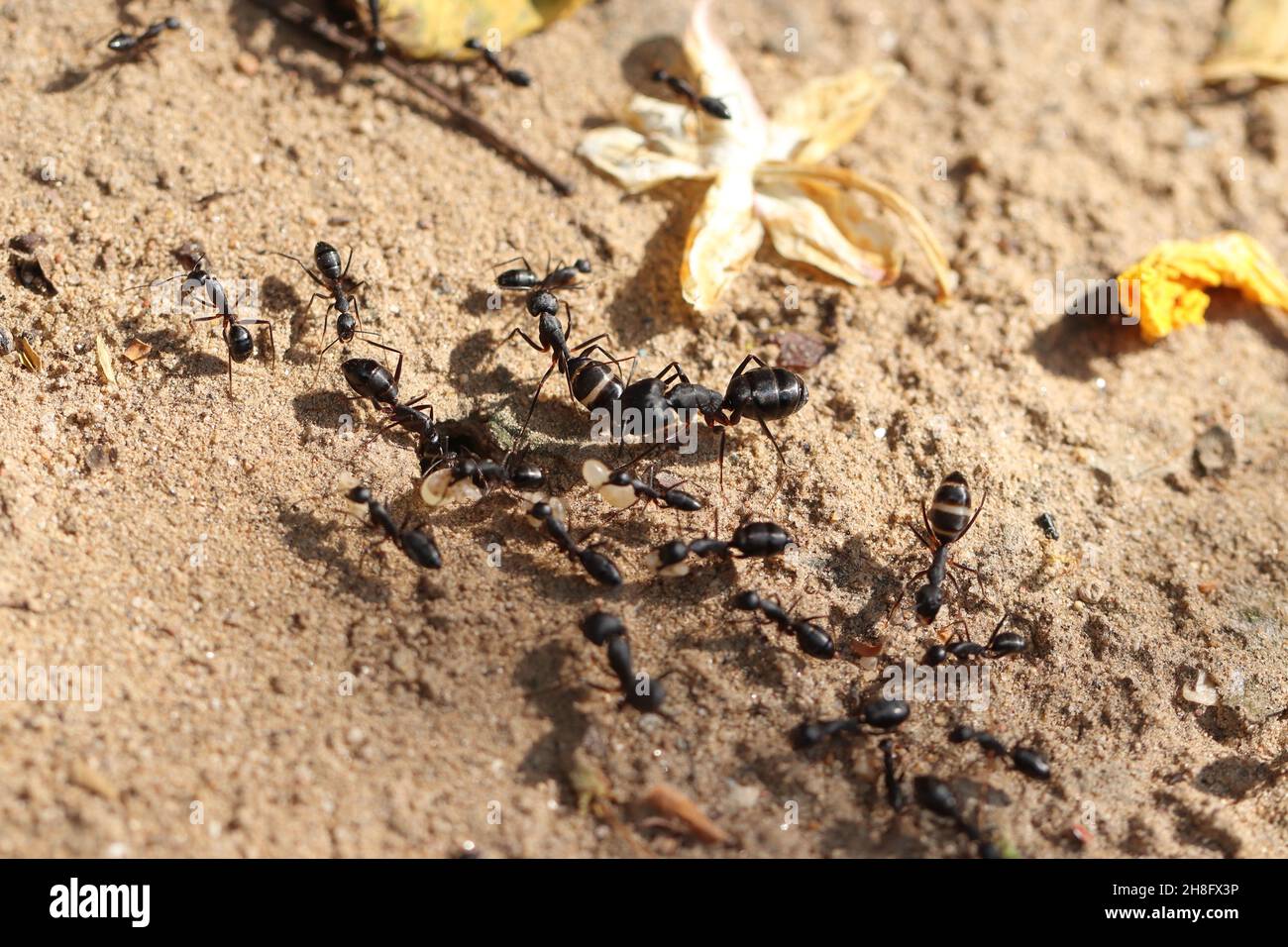 Group of ants hi-res stock photography and images - Alamy