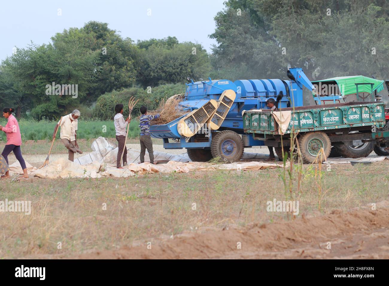 Indian laborer farmer extracting guar ( cluster bean)seeds from the ...