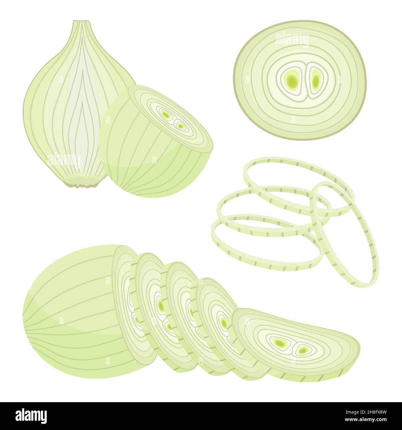 Peeled onion isolated on white. Half, slice and onion rings. Vector ...
