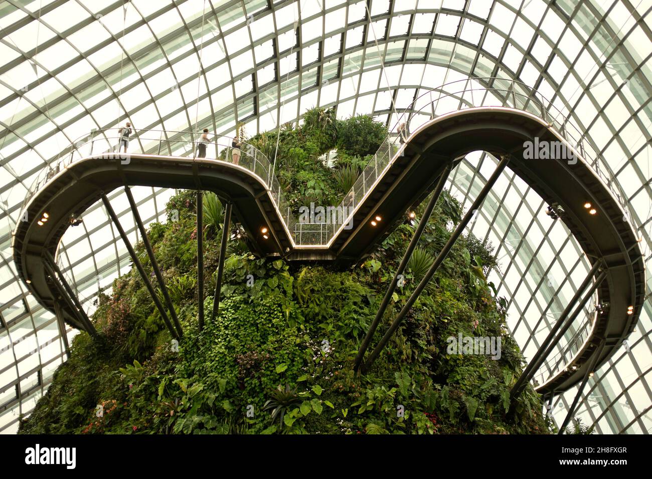 The elevated walkway inside the Cloud Forest indoor conservatory in ...