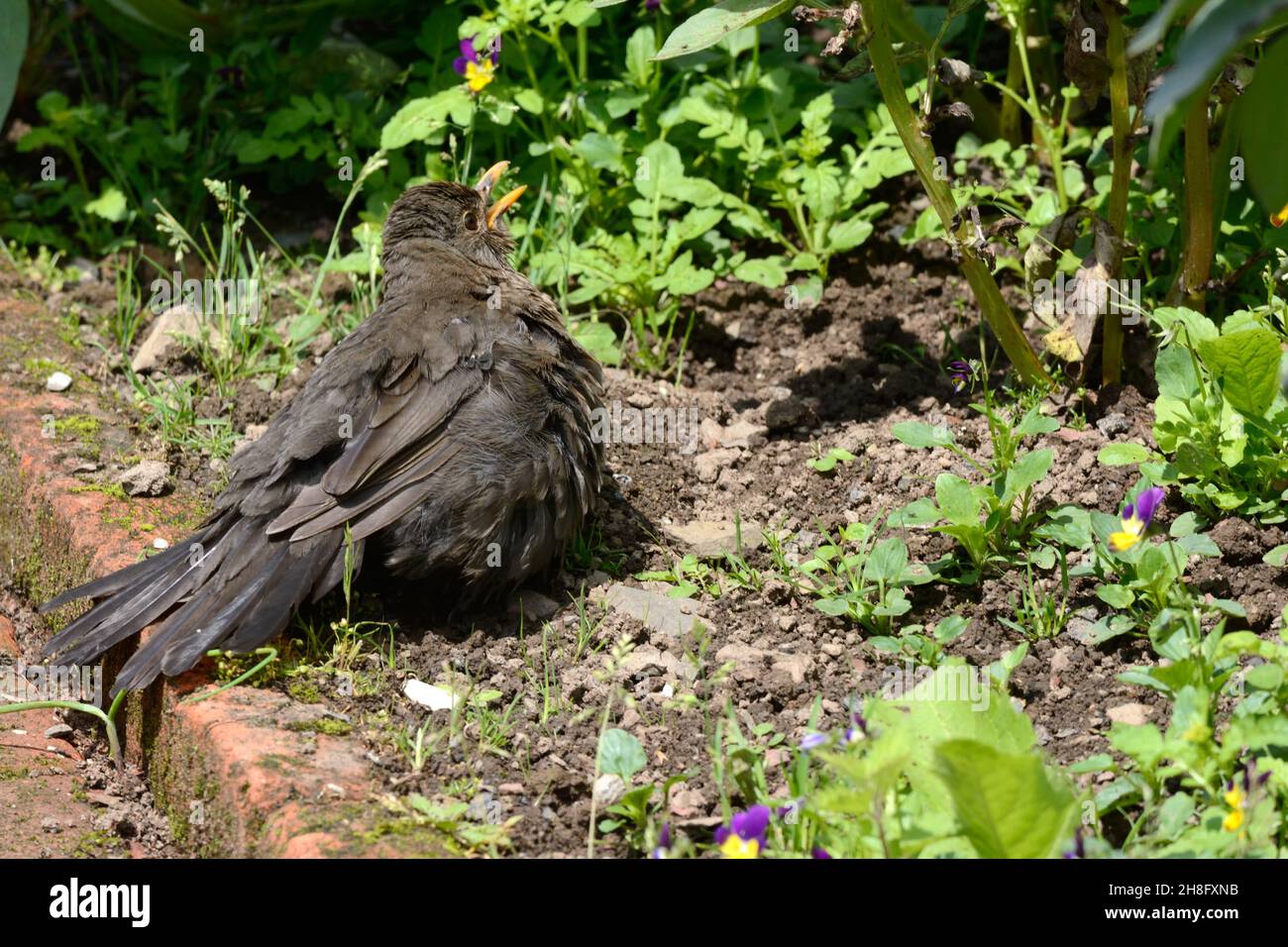 Sunbathing garden hi-res stock photography and images - Alamy