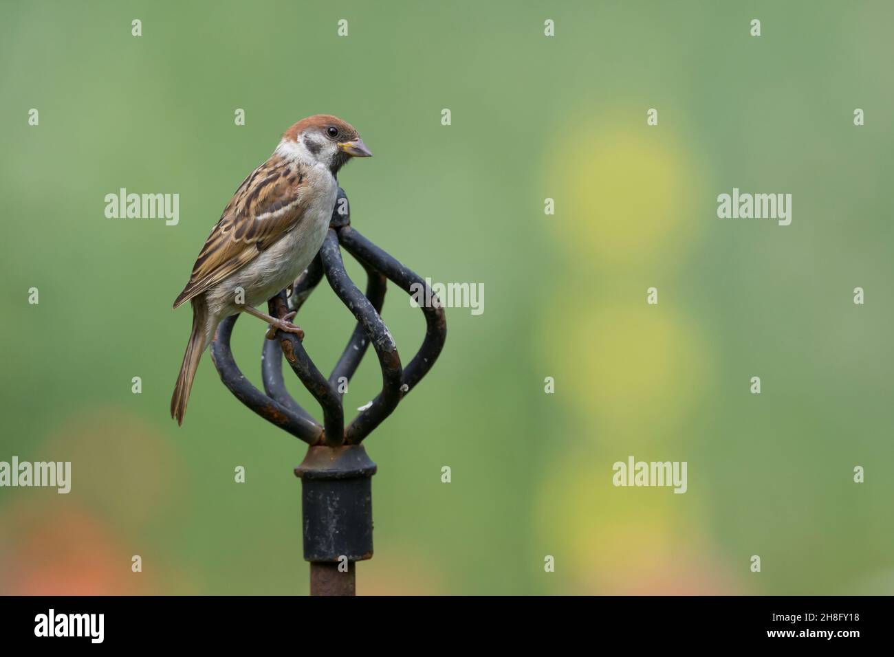 Feld tree hi-res stock photography and images - Alamy