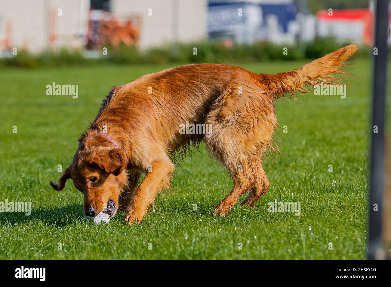 Side view of a Golden Retriever dog picking up a piece of metal on the ...