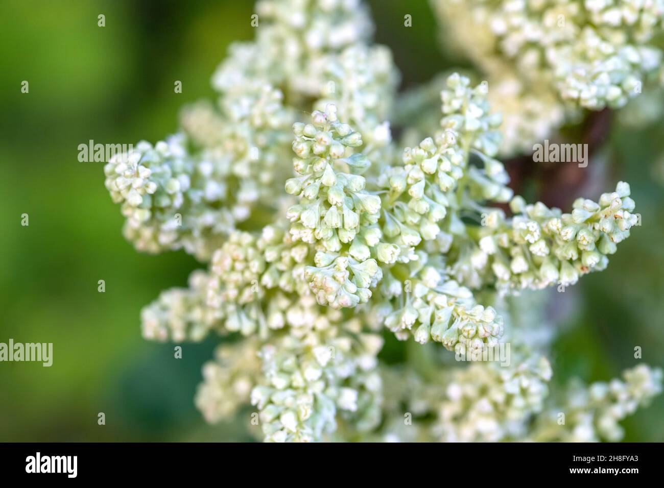 Rheum rhaponticum medicinal plant hi-res stock photography and images ...