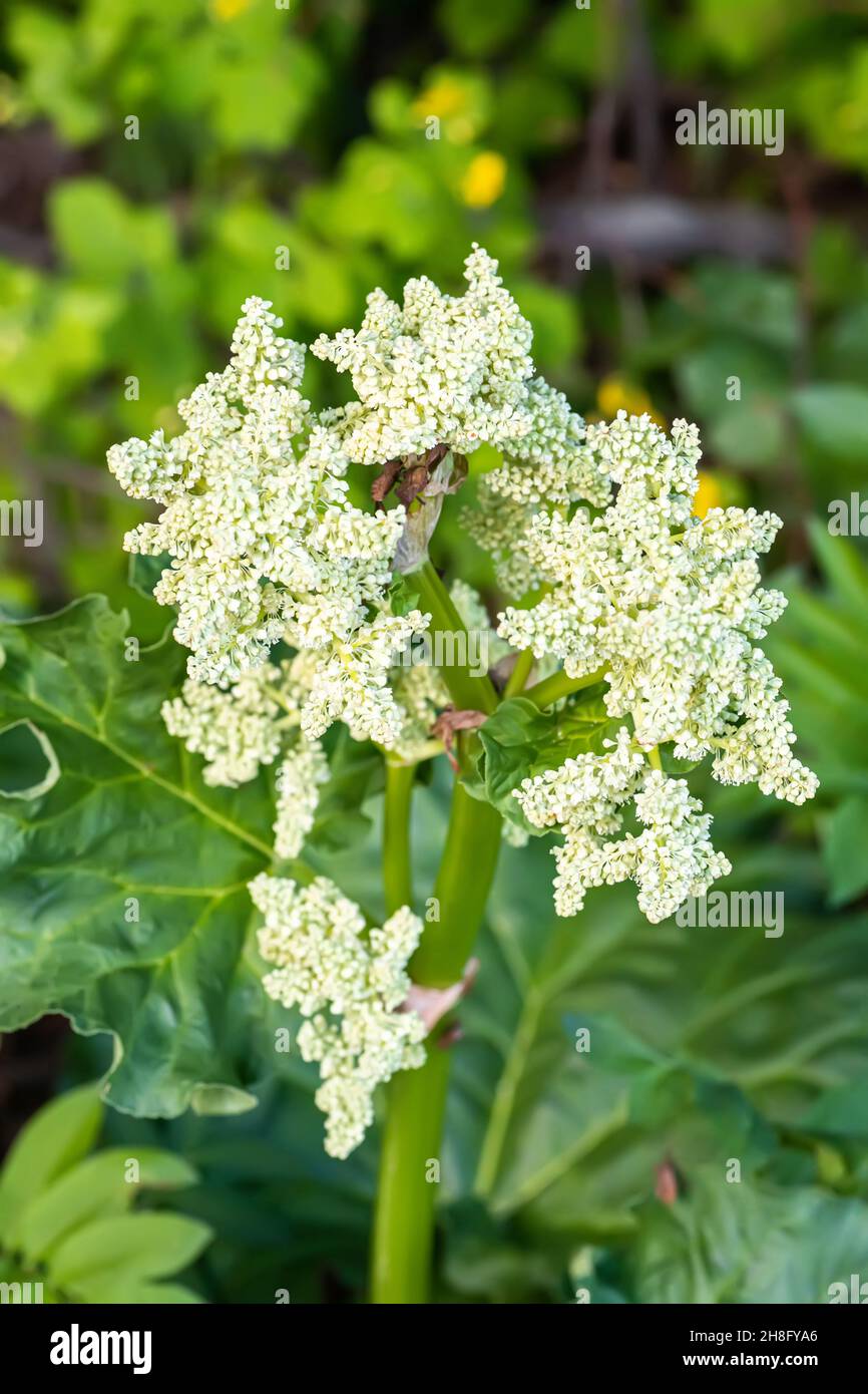 Rheum rhaponticum, rhapontic rhubarb at time of mass flowering. White ...