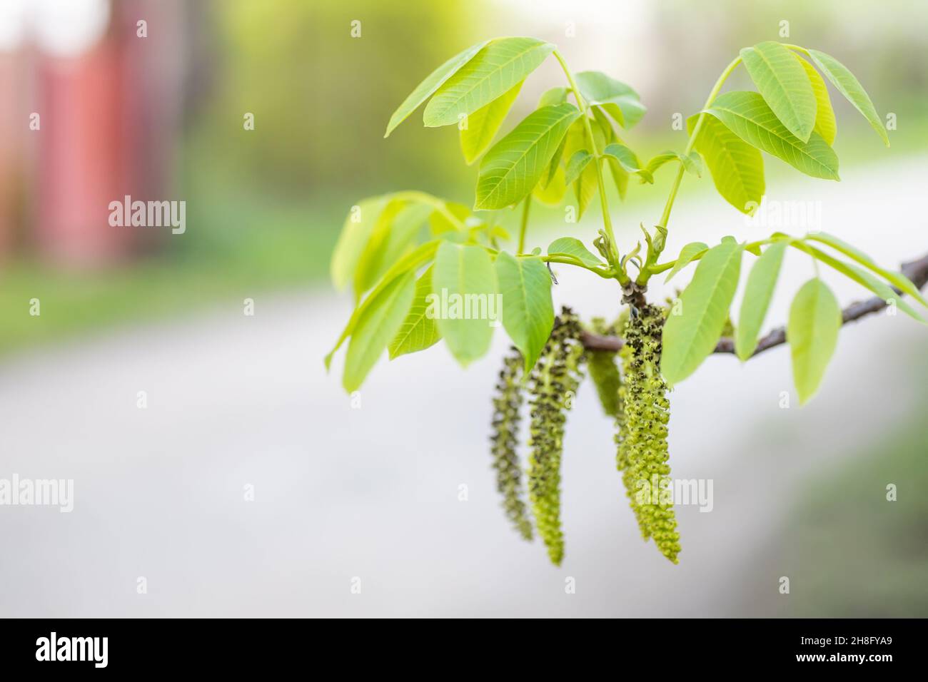 Walnut flower fruit juglans hi-res stock photography and images - Alamy