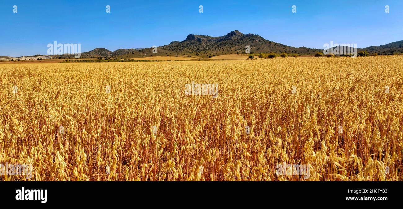 Panoramic of a cereal field - cereal agriculture Stock Photo - Alamy