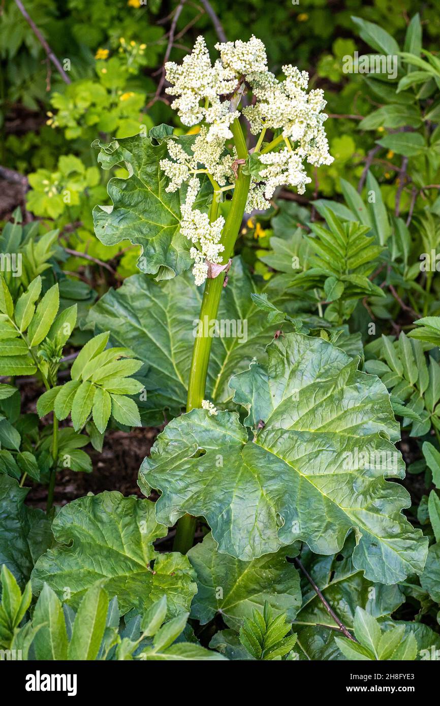 Rheum rhaponticum, rhapontic rhubarb at time of mass flowering. White ...