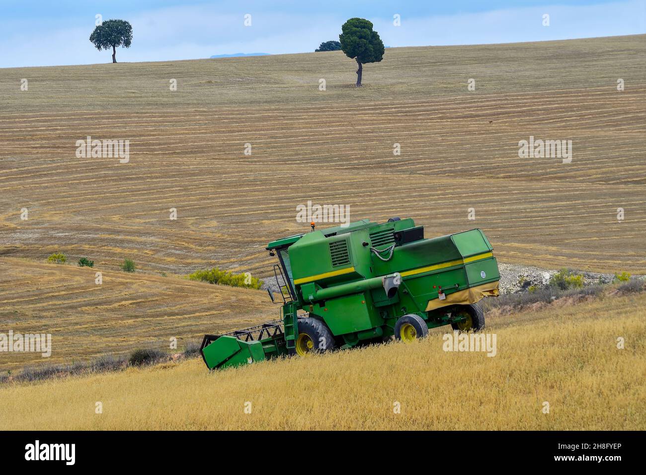 Photo of combine harvester that is harvesting wheat with dust straw in ...