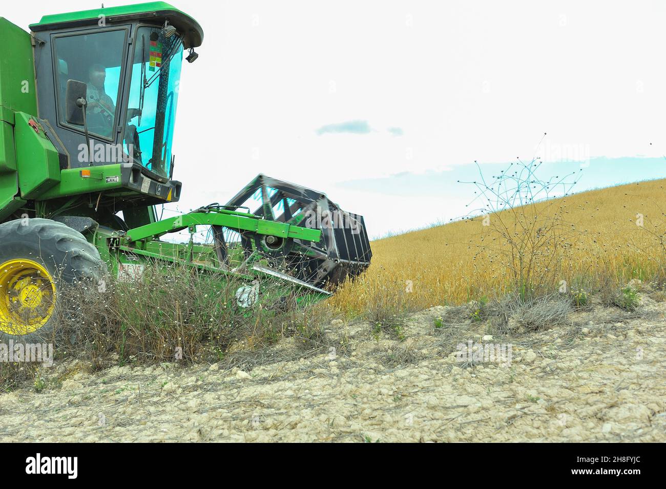 Photo of combine harvester that is harvesting wheat with dust straw in ...