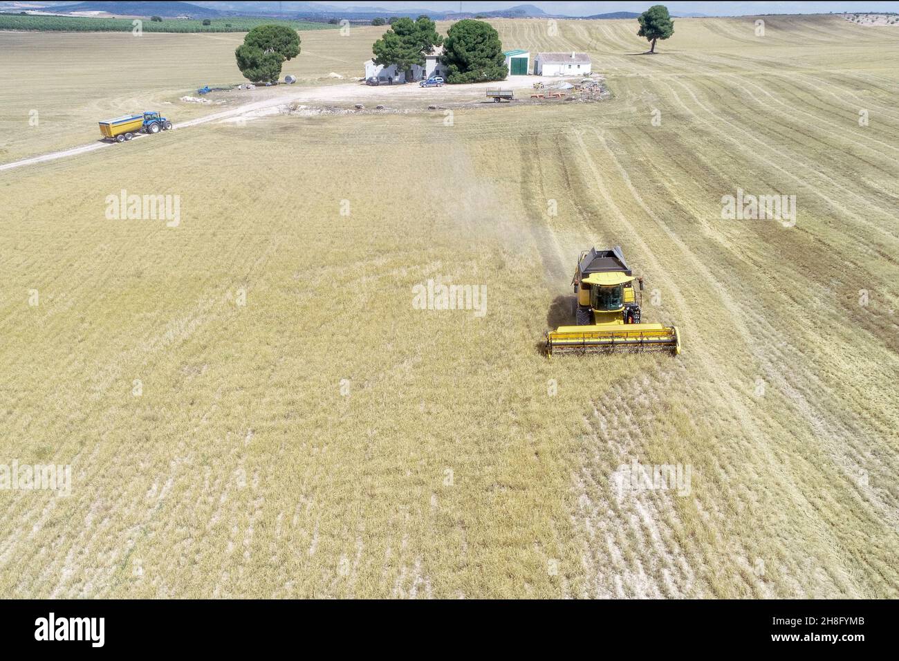 Photo of combine harvester that is harvesting wheat with dust straw in ...