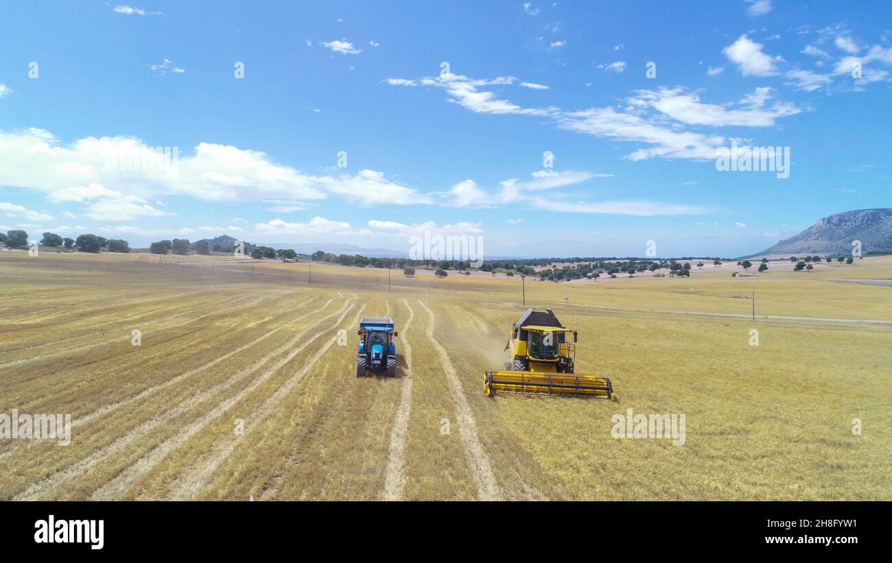 Photo of combine harvester that is harvesting wheat with dust straw in ...