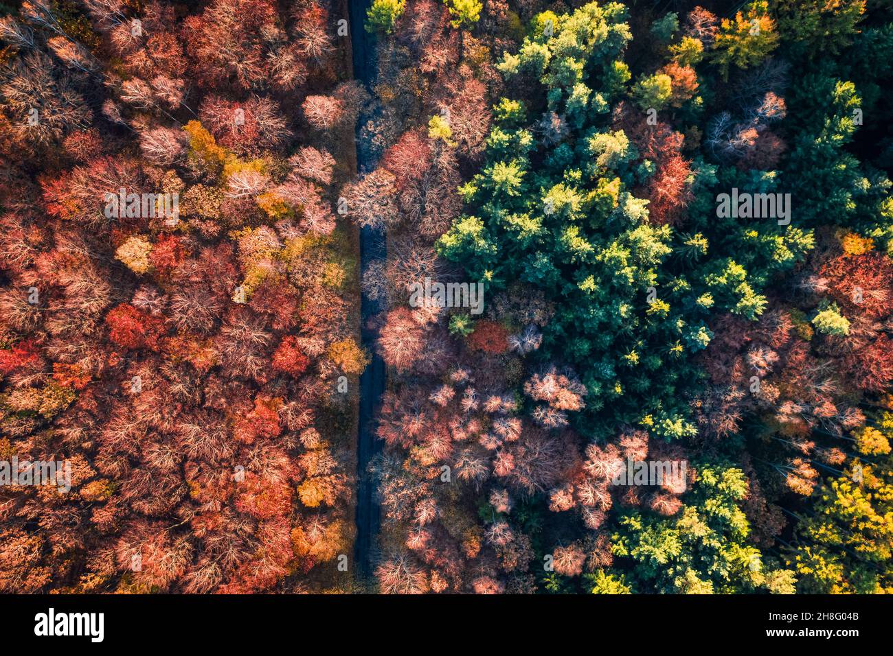 Road and autumn forest. Transportation in nature. Trip to autumn forest ...