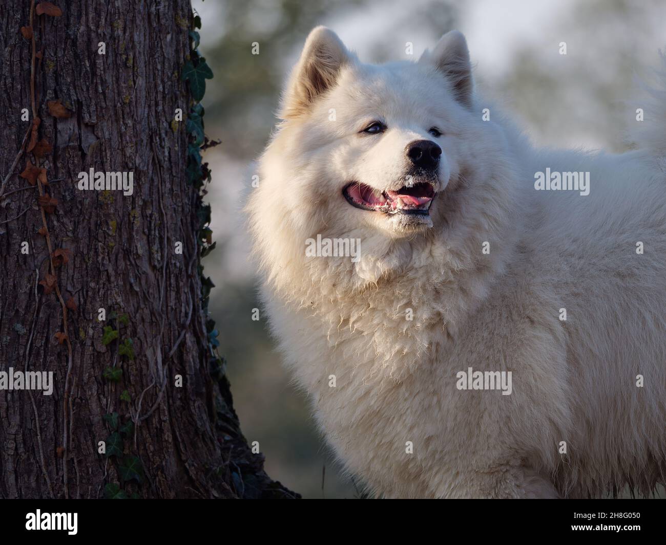 Daylight shot of a Samoyed dog standing next to a tree Stock Photo - Alamy