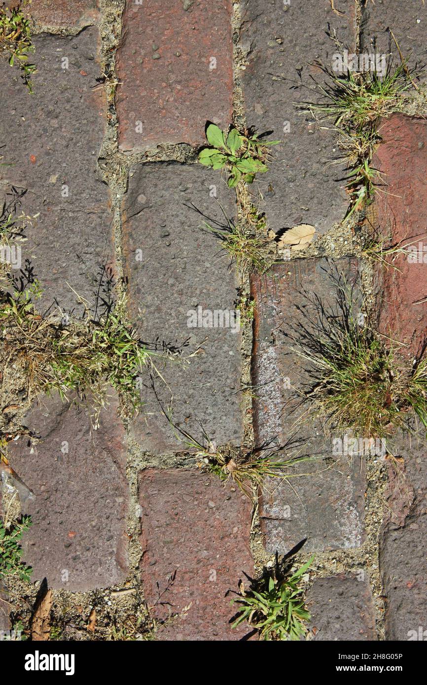 Beautiful vintage brick path leading the way Stock Photo - Alamy