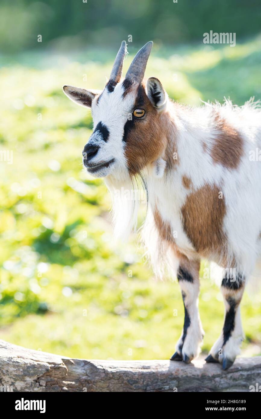 Goat with nature background Stock Photo - Alamy