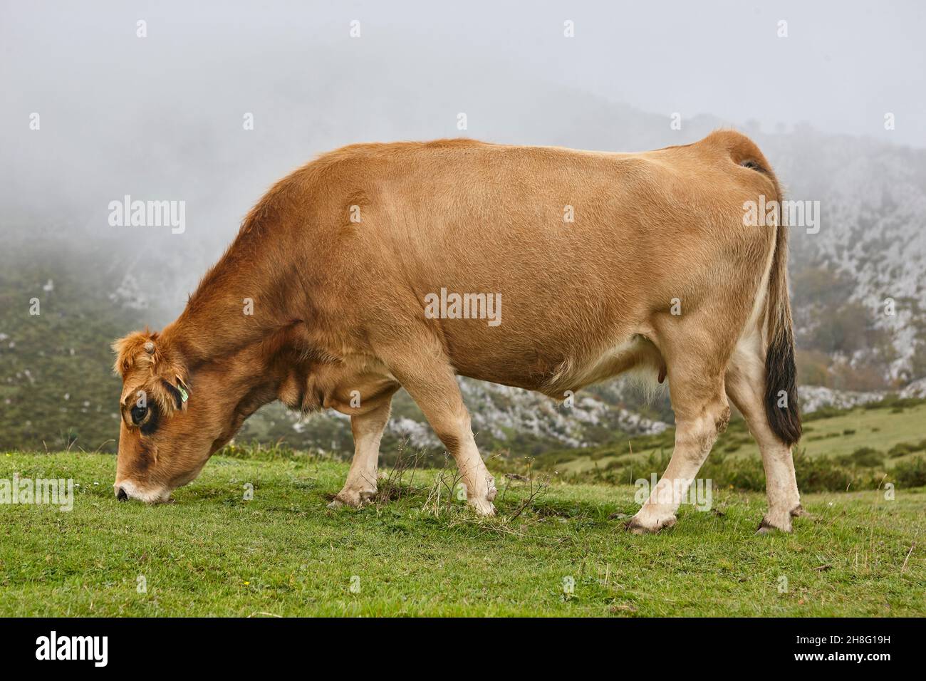 Cows grazing in the countryside. Livestock farming. Asturias, Spain ...