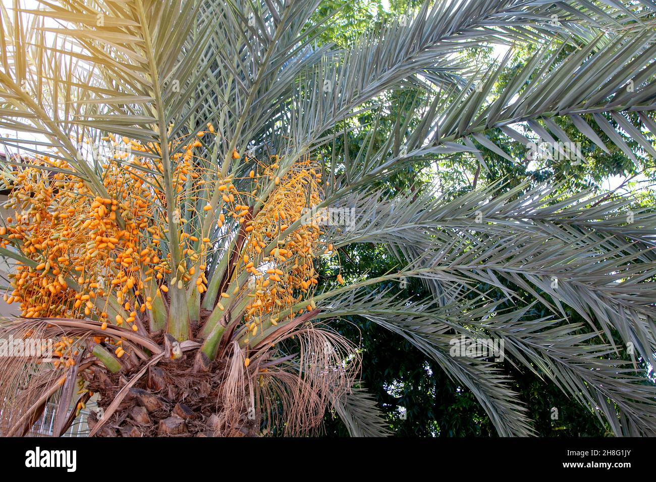 Natural Fruits on a date palm tree close up with sunlight on the sky ...