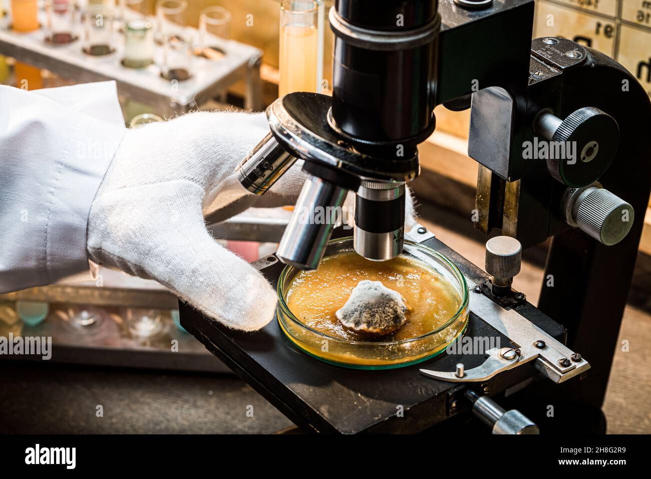 Chemical laboratory during the mold test. Practical chemistry classes ...