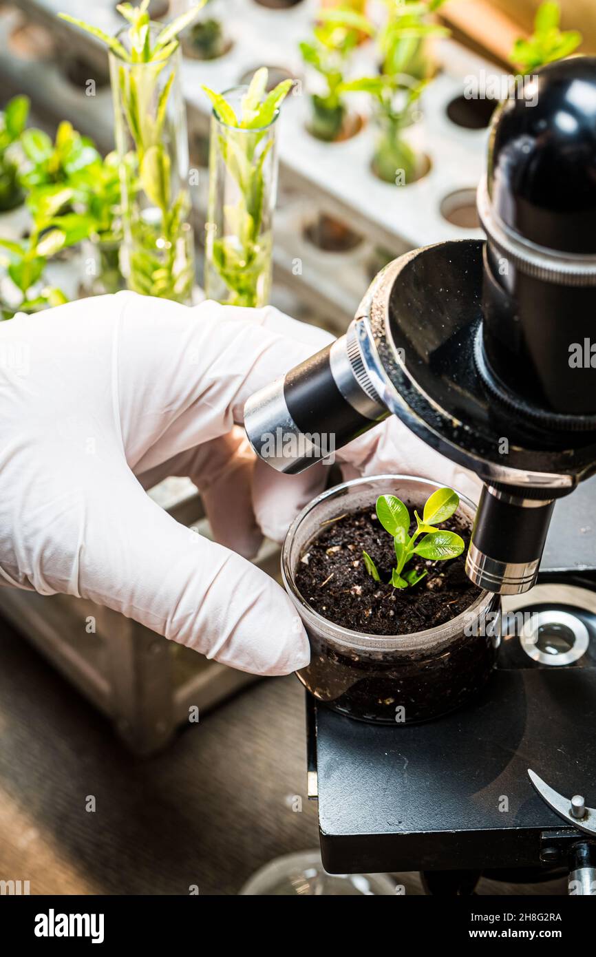 Laboratory during test the pesticides on green plants. Practical ...