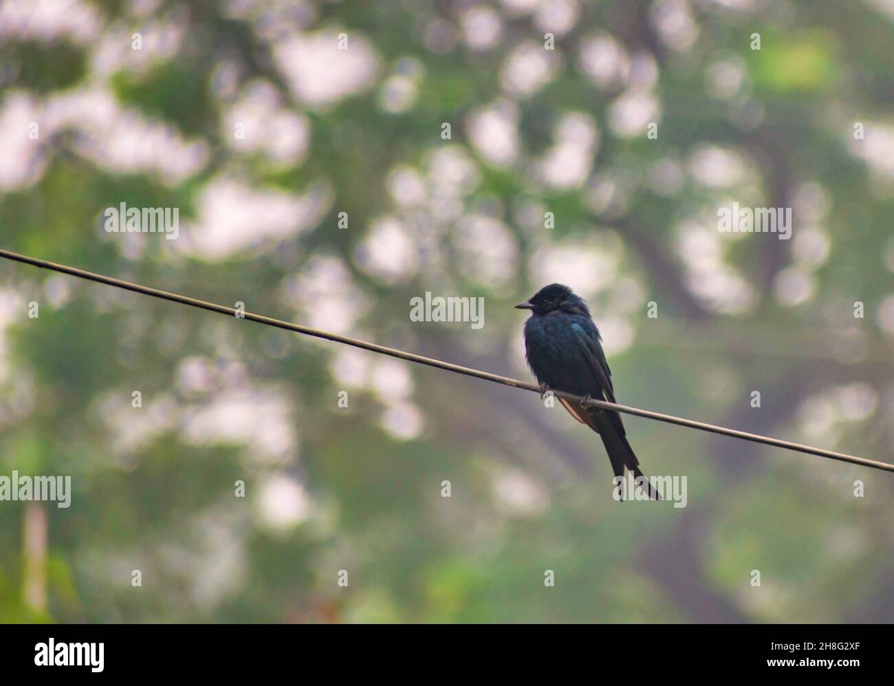 Bronzed drongo. Dicrurus aeneus. It is a small Indomalayan bird ...