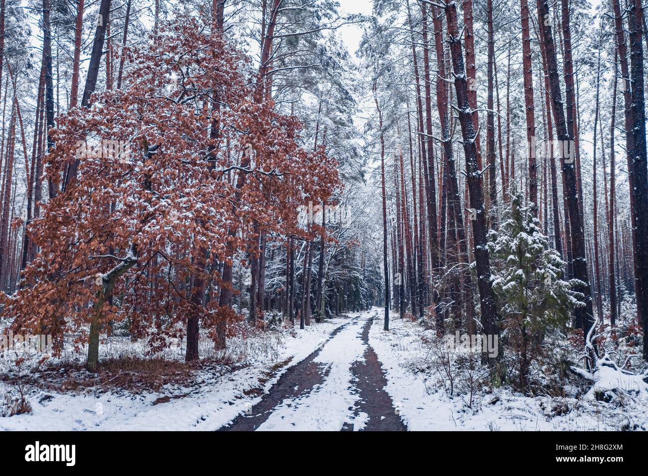 Snowy forest and footpath. Aerial view of nature in winter in Poland ...