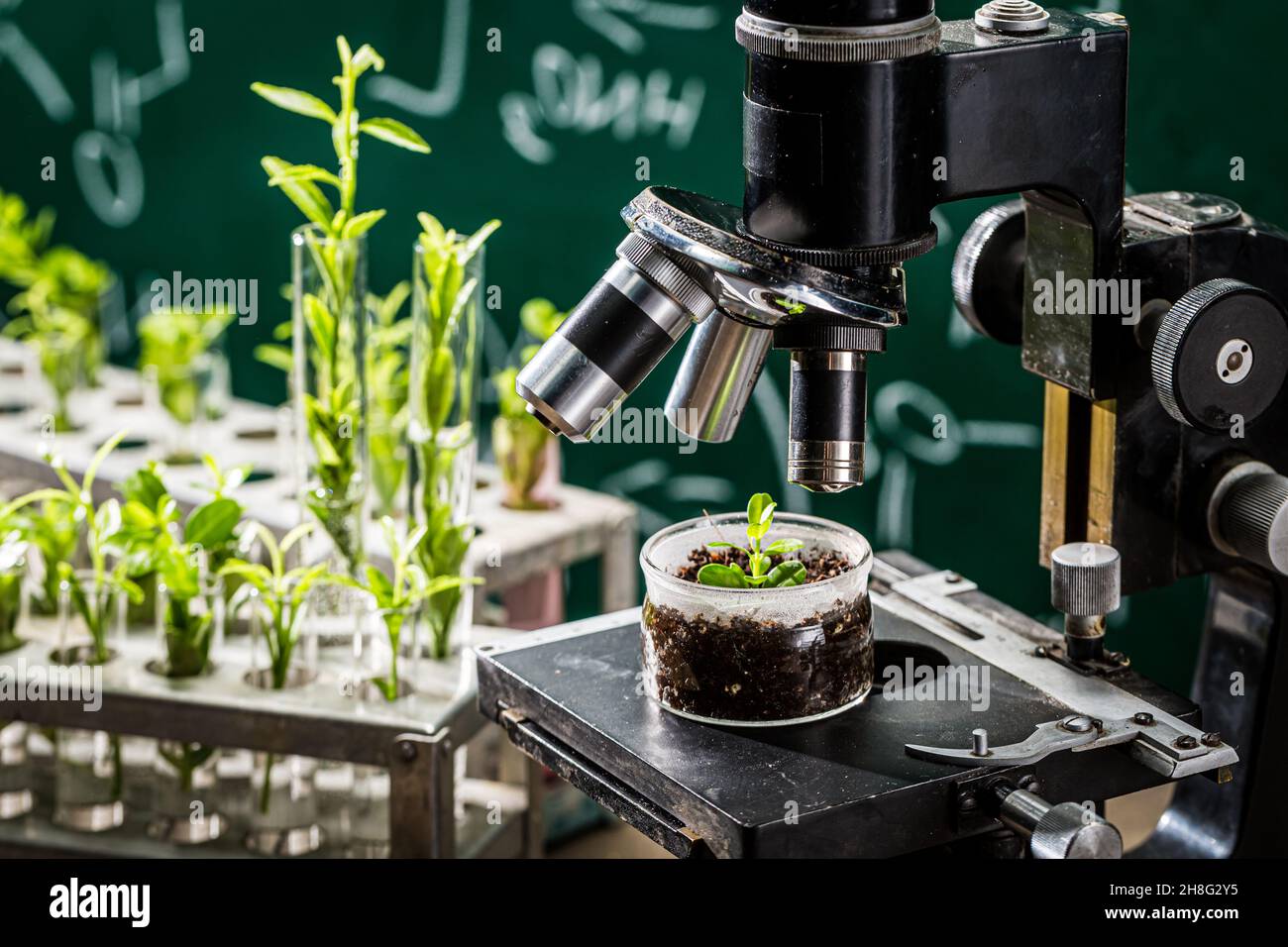 Academic laboratory with microscope and plants. Practical chemistry ...