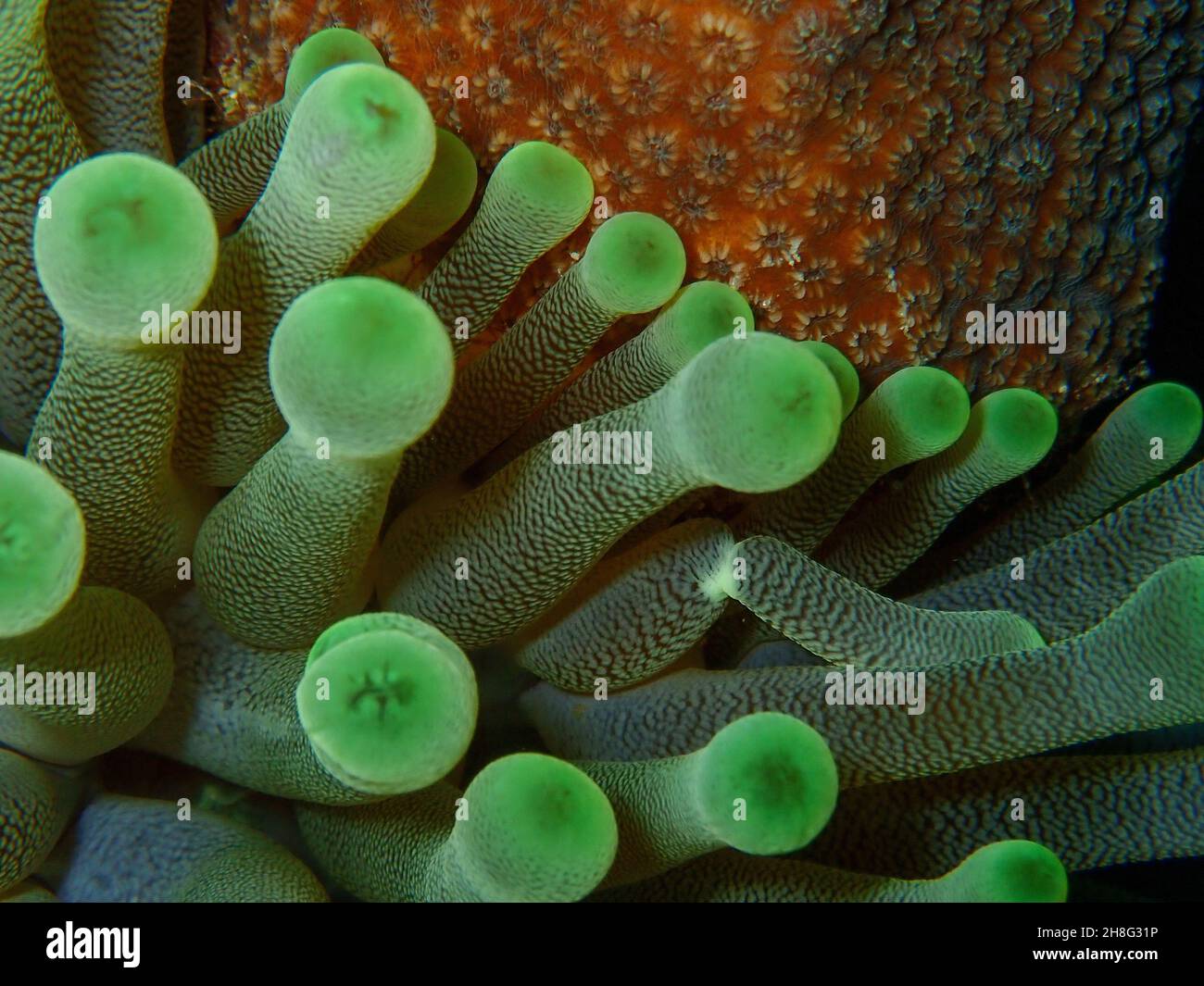 Macro shot of sea anemone texture Stock Photo - Alamy