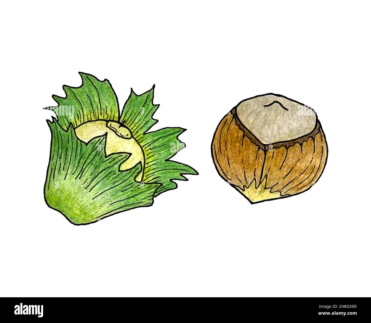 Set of nuts hazelnut , hand-drawn pencil drawing, contour, sketch ...