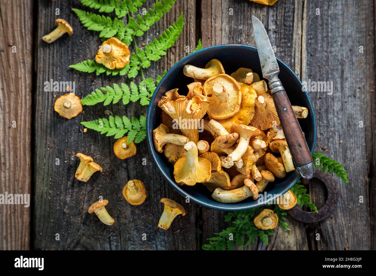Edible mushrooms straight from forest. Wild and fresh mushrooms. Autumn ...