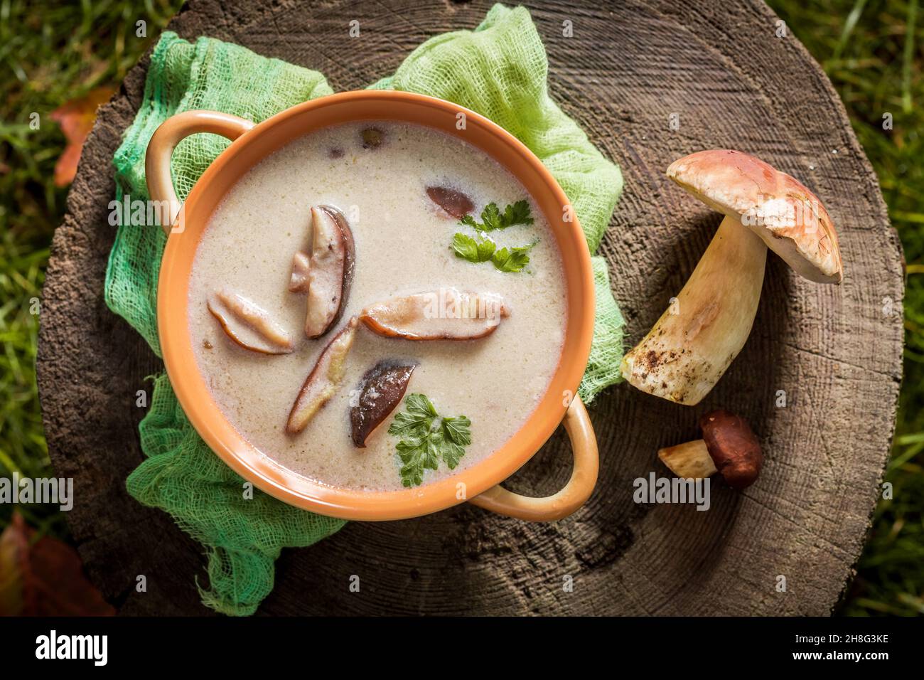 Boletus cream with parsley and cream. Creamy Boletus soup. Noble ...