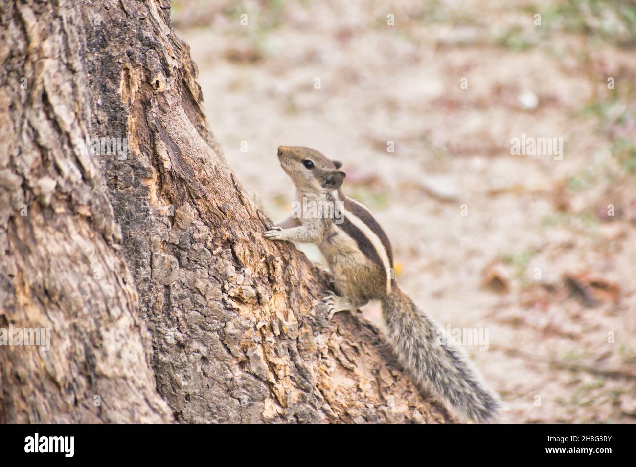 Squirrels are members of the family Sciuridae, a family that includes ...