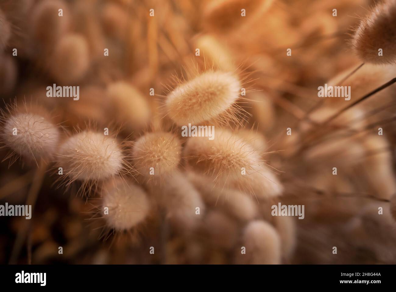 Close-up a gold colour dried grass flower on a gold blurred background ...