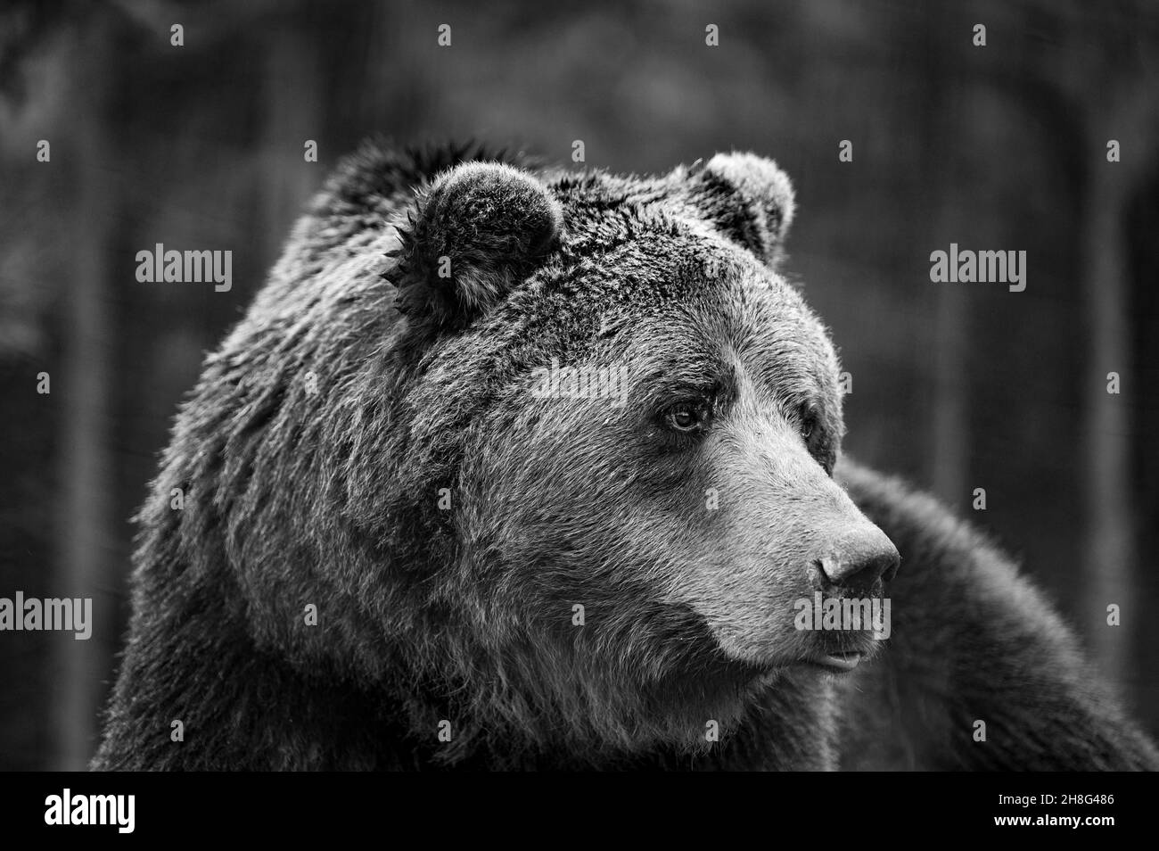 Brown bear is a wild and dangerous animal, rest after a walk, bears of ...