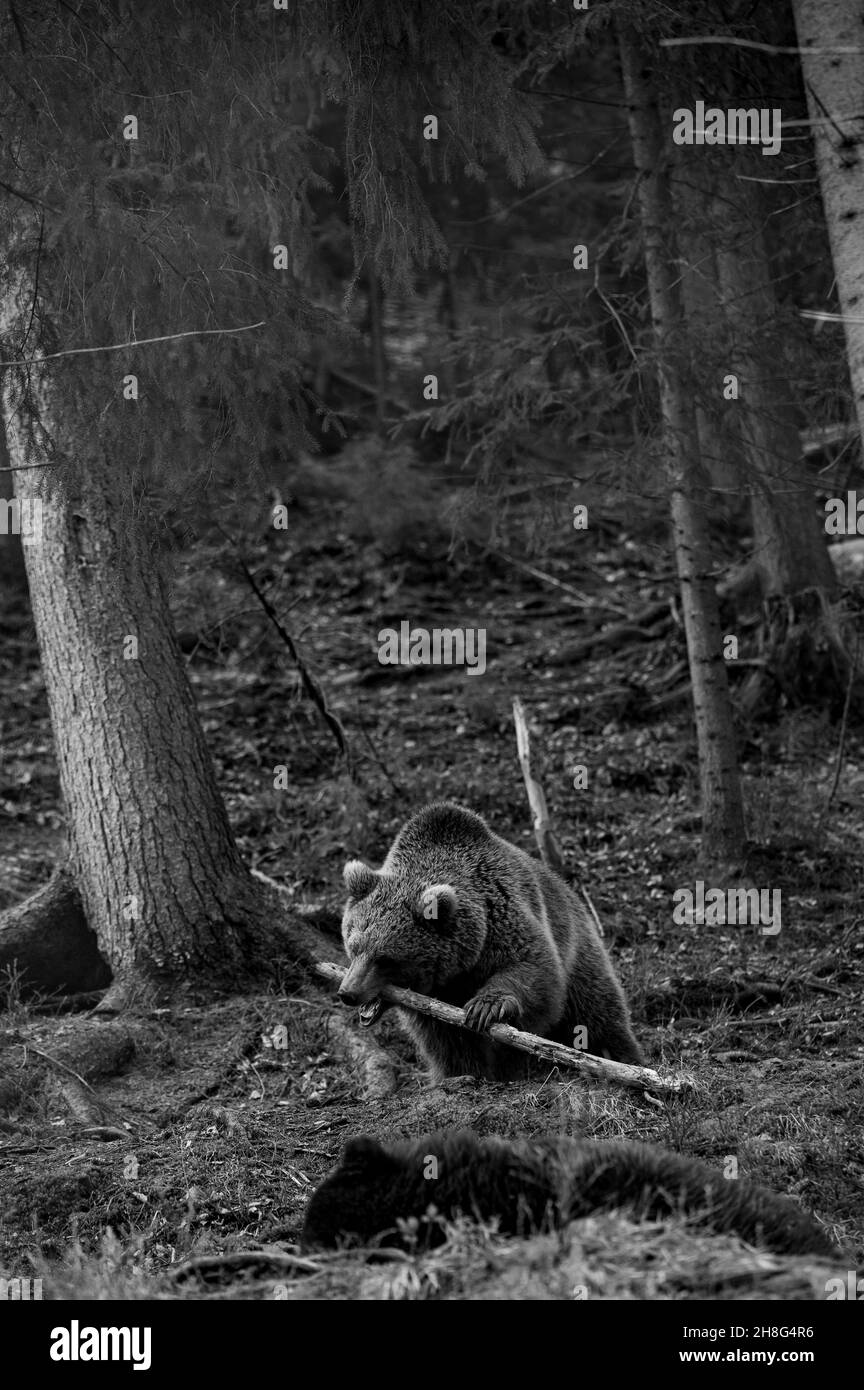 Two large brown bears rest in the forest, residents of the Ukrainian ...