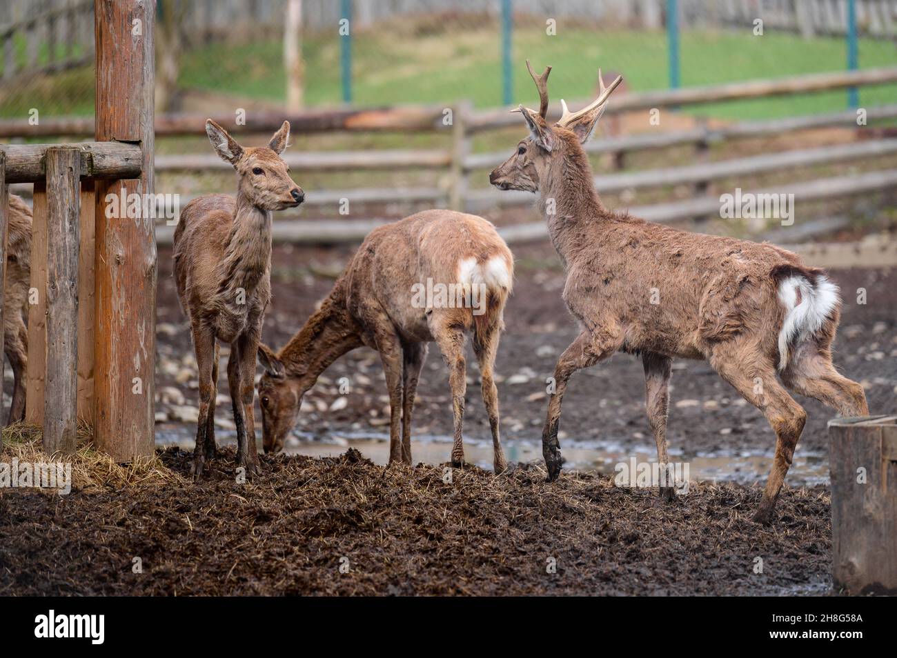Little deer eat hay, a group of deer in a zoo, a zoo in Ukraine Stock ...