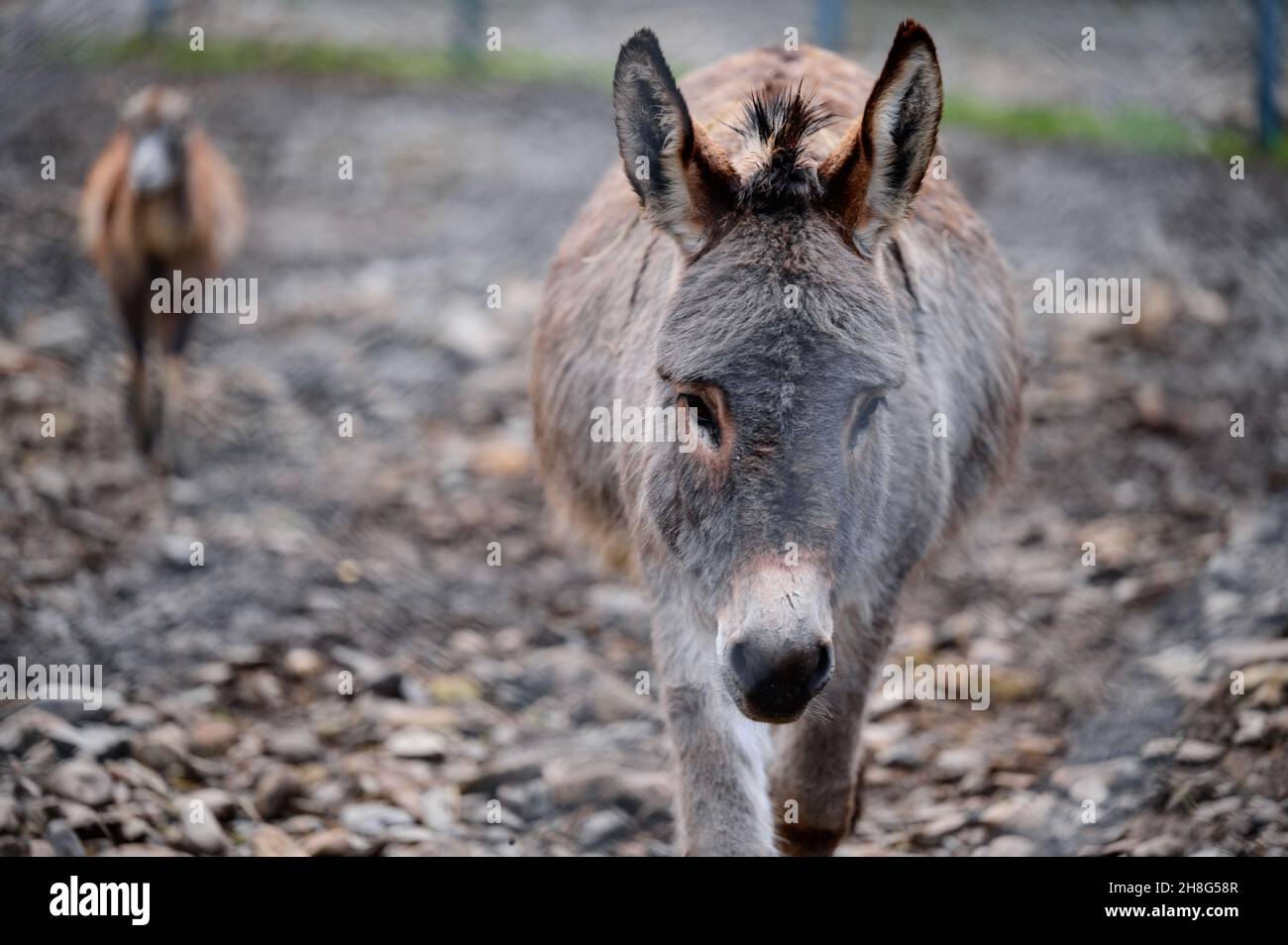 Close up portrait of a donkey, donkey in the zoo, Ukrainian zoo Stock ...