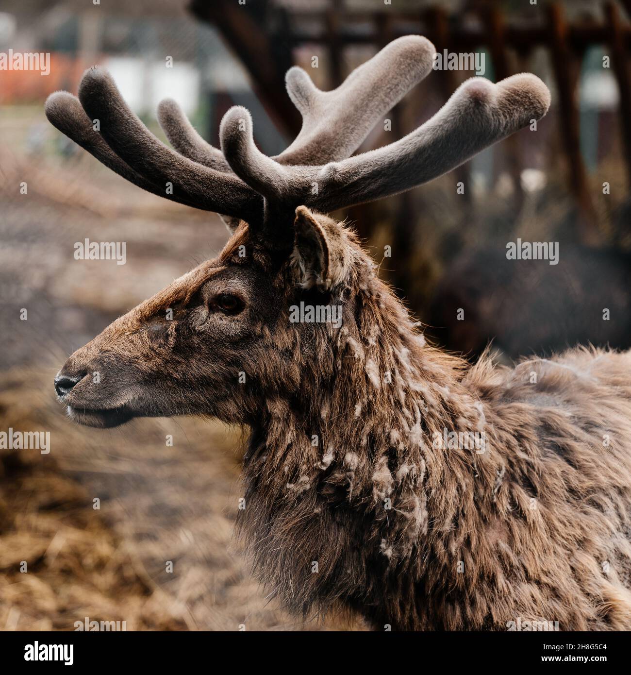 A deer in the Synevyrska Polyana National Park in Ukraine, an animal in ...