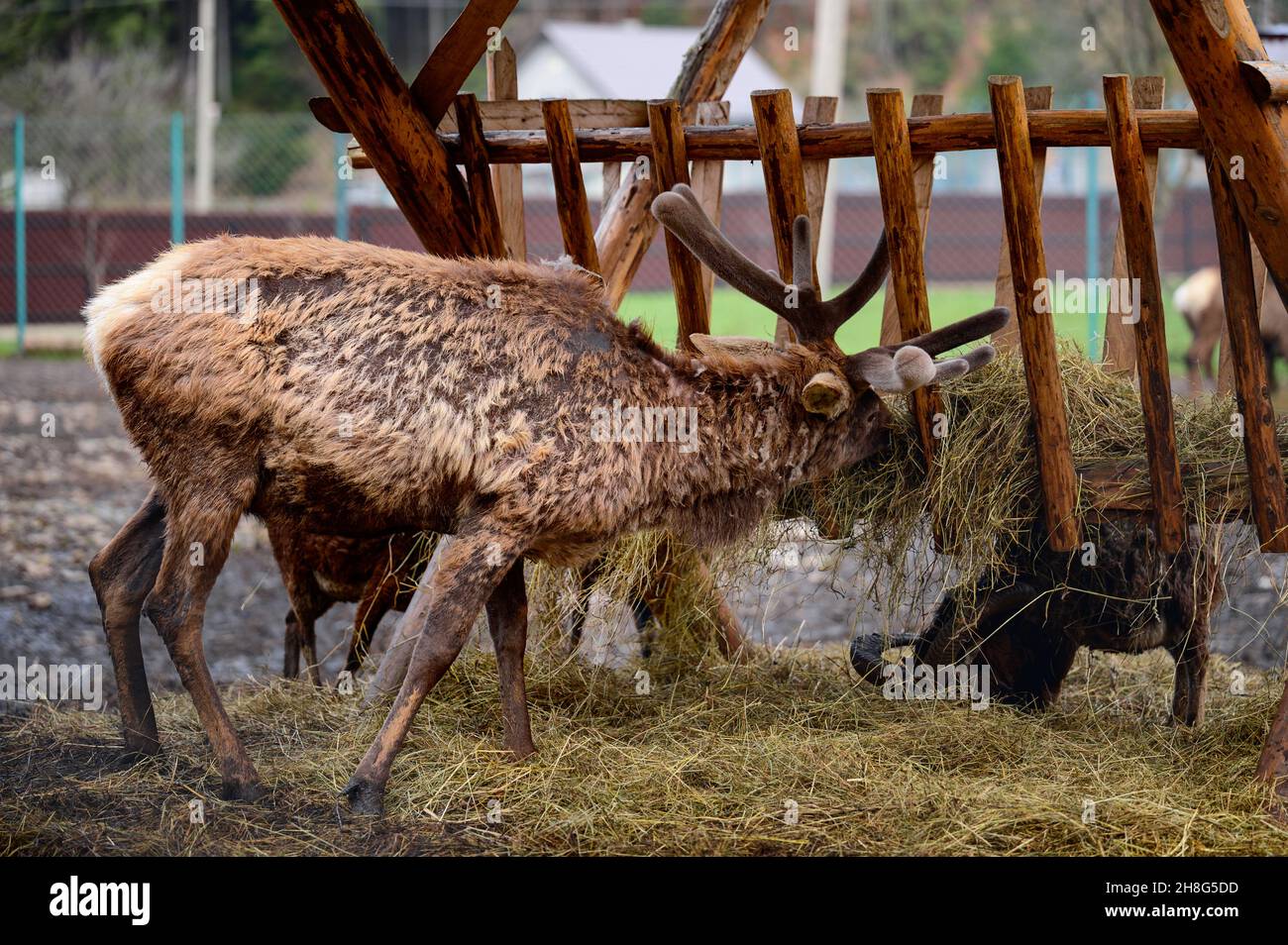 A deer in the Synevyrska Polyana National Park in Ukraine, an animal in ...